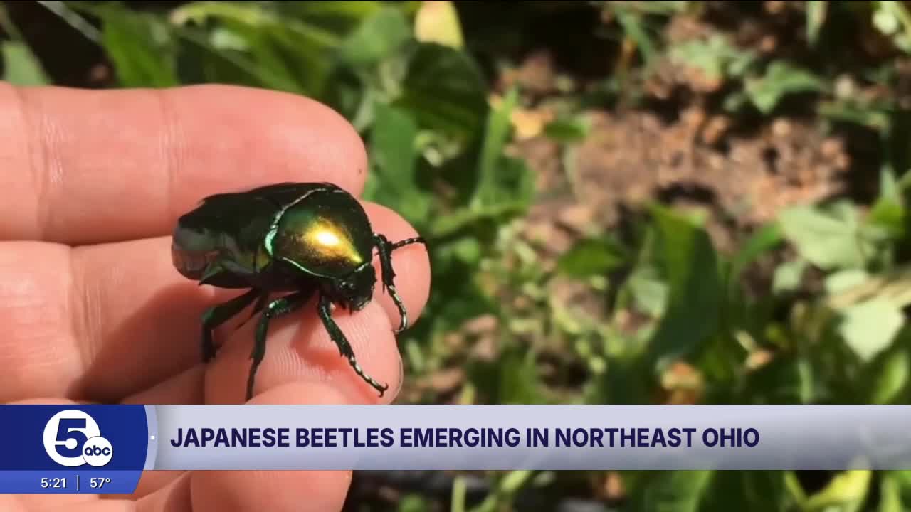 Japanese beetles emerge in Northeast Ohio