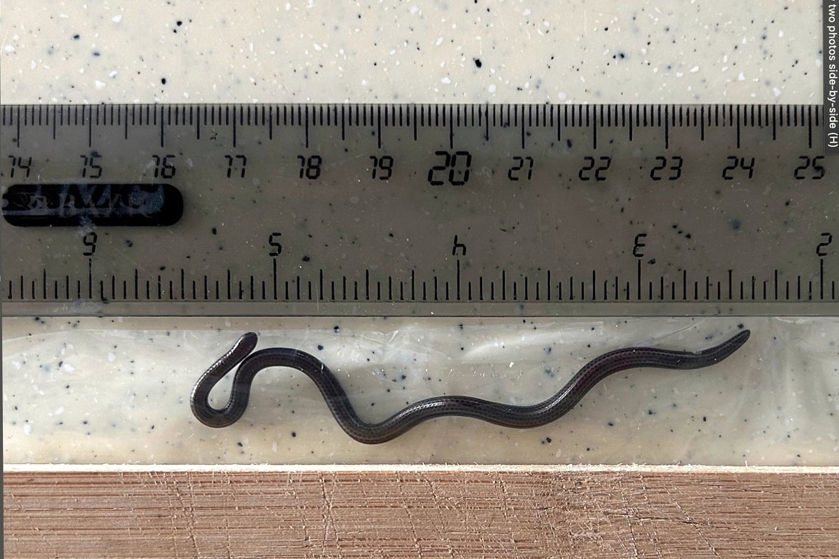 World’s smallest snake measuring four inches rediscovered under a rock