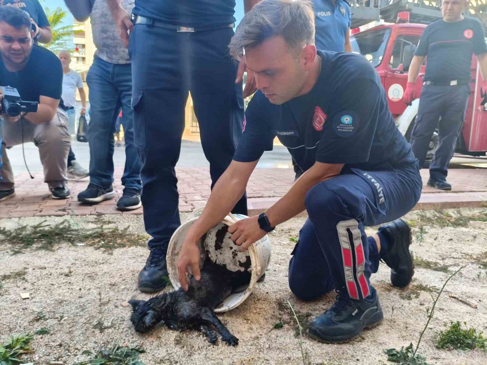 Yanan evini gören kadın baygınlık geçirdi, kedisi oksijen maskesiyle ...