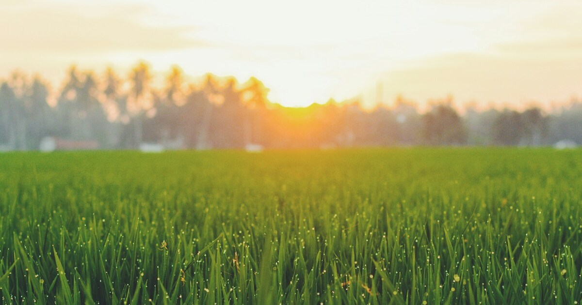 10 Gardening Tips For Preparing Your Grass for Winter