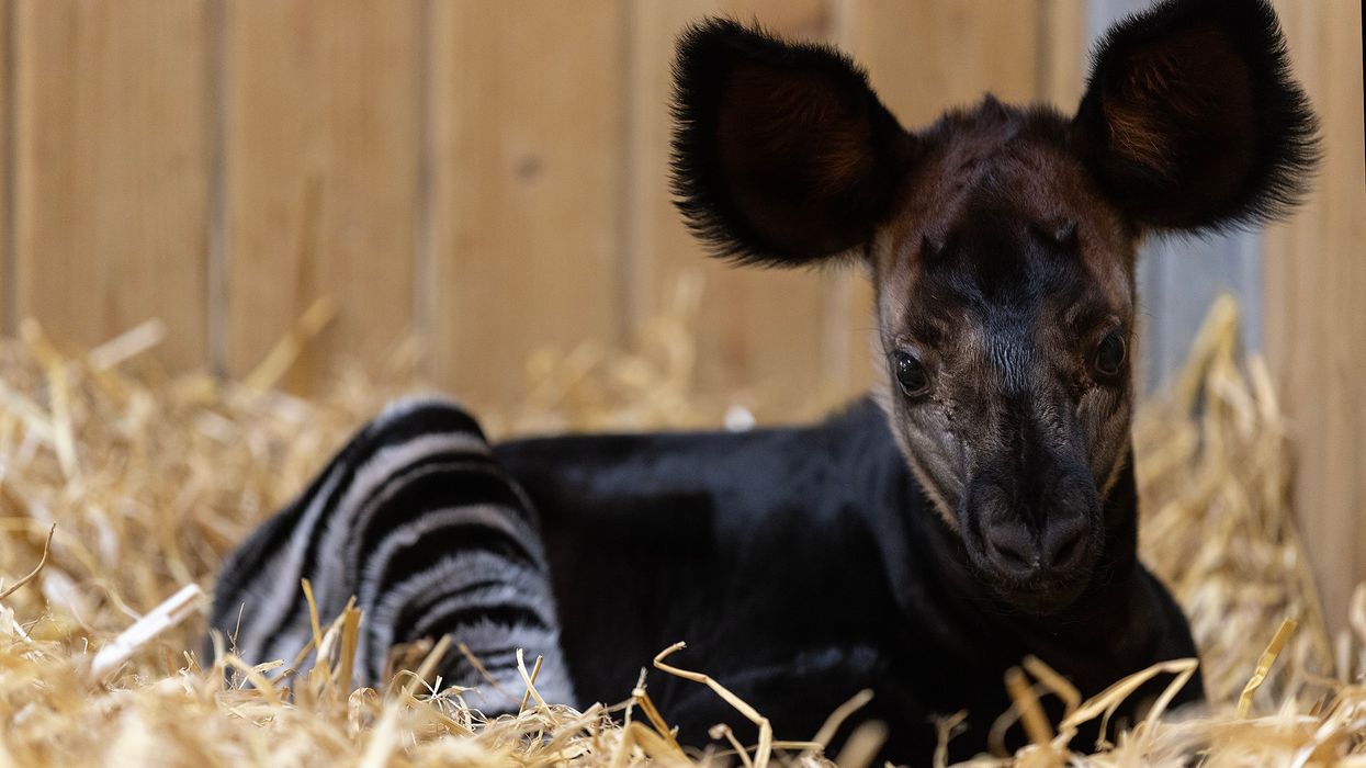 Rare and endangered okapi calf is ‘thriving’ at Dublin Zoo