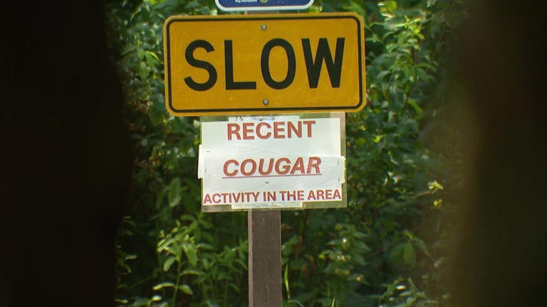 Mountain bikers on alert after news of cougar attack in Olympic National Park