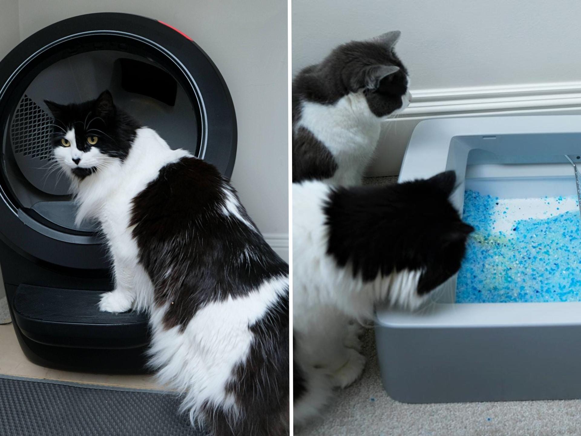 The 3 best automatic litter boxes of 2025, tested and reviewed