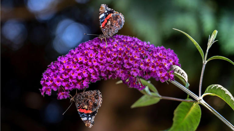 How to prune buddleia – garden experts reveal the best methods and ...