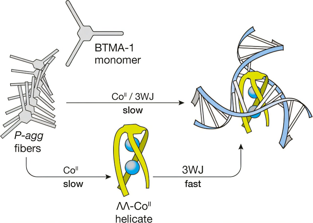 Molecule activated by cobalt targets DNA three-way junctions linked to ...