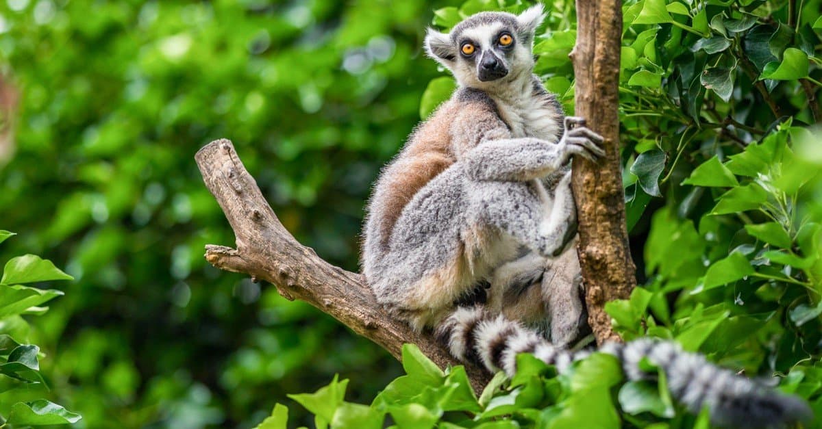 What Do Lemurs Eat? An Island Primate’s Diet