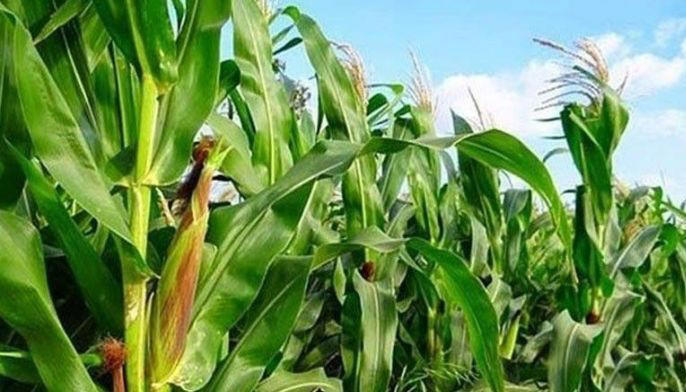 Agricultural players mixed on trade deal with US