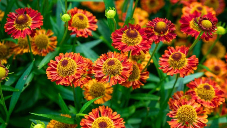 13 Underrated Pollinator Plants You Should Grow