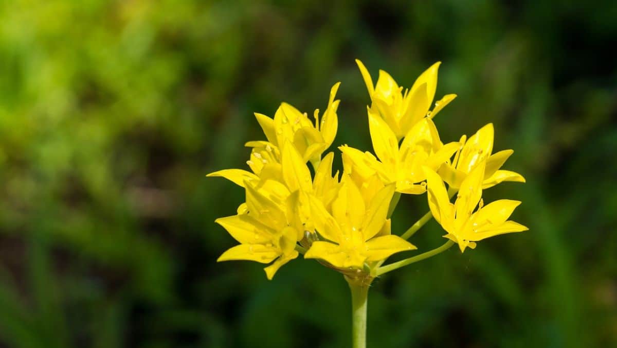 Allium moly (ajo dorado): cuidados, cultivo, usos y guía completa para ...