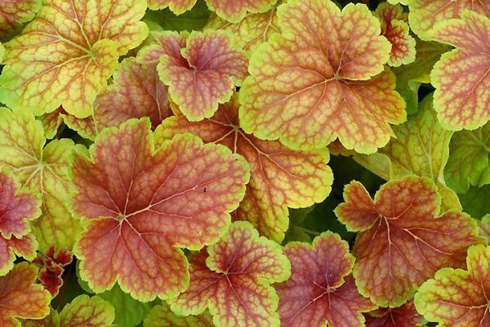 10 Short Flowers That Won’t Crowd Small Gardens