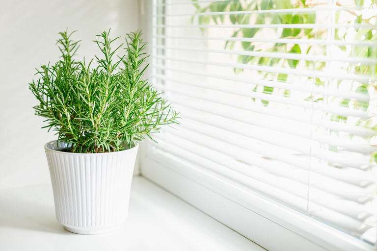 ¿Cuáles son los beneficios de poner una planta de romero en la ventana?