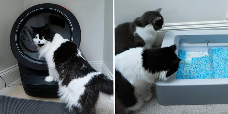 The 3 best automatic litter boxes of 2025, tested and reviewed
