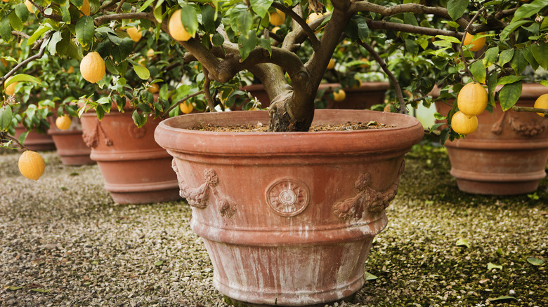 What You Should Know Before Growing A Citrus Tree Indoors