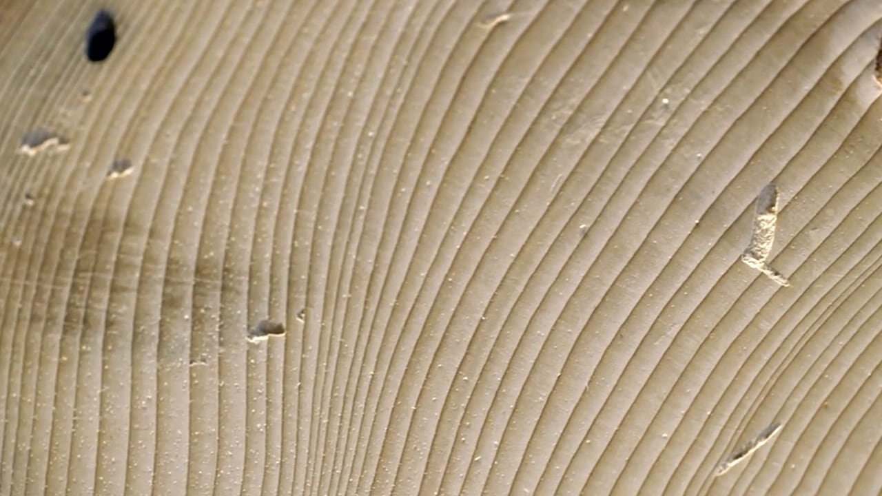 Using tree rings to discover the history of drought in southwest Sask.