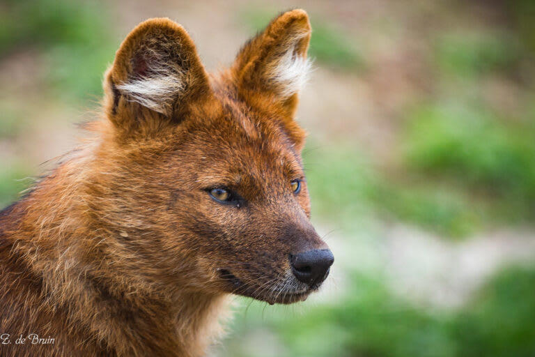 Nepal launches action plan to boost endangered dhole conservation