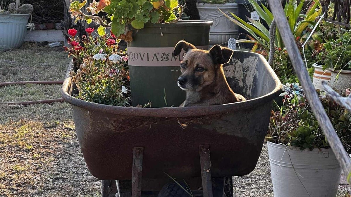 Dog abandoned in old wheelbarrow: his fate changes in just one minute