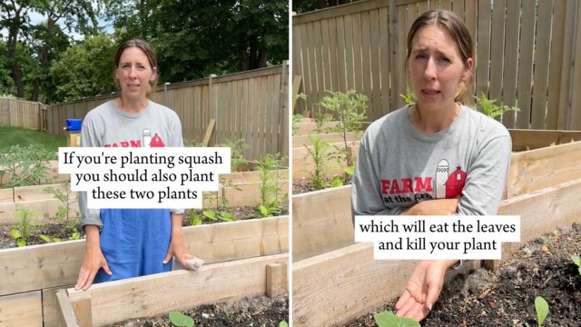 Garden expert shares brilliant hack to keep common pests off plants ...