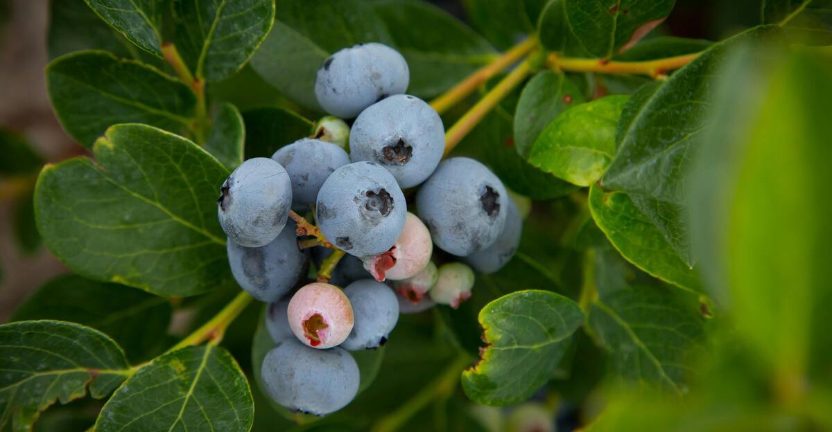 11 Must-Know Blueberry Growing Tips for Beginners