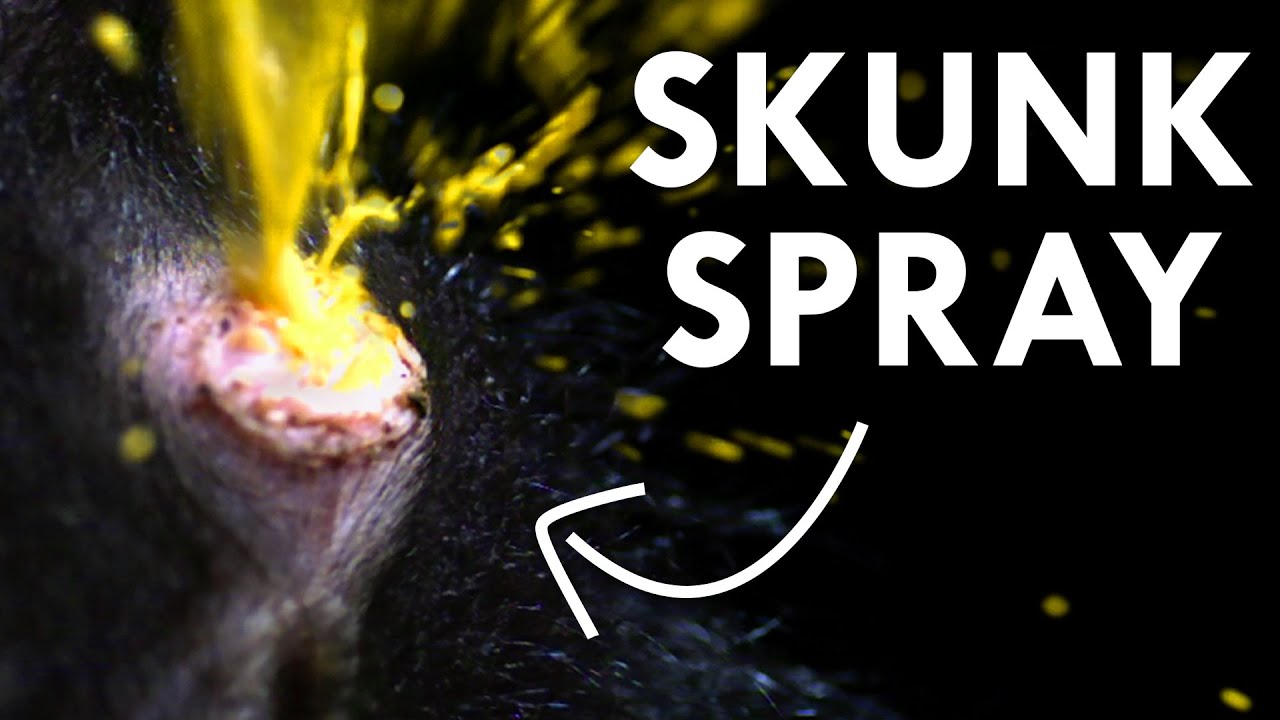 Skunk Spray Explained: Nature’s Stinkiest Defense