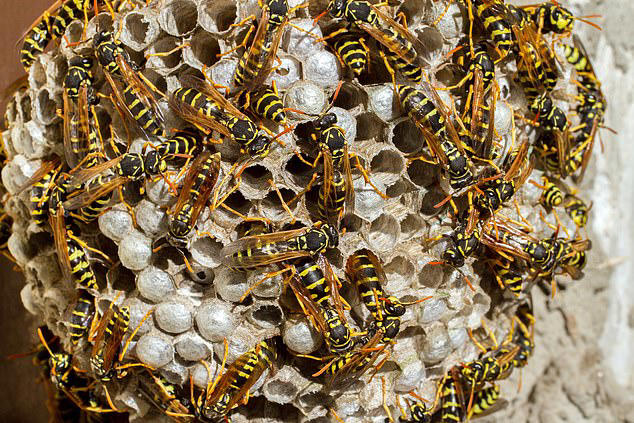 Urgent warning to Brits over an influx of angry WASPS: Insects stinging ...