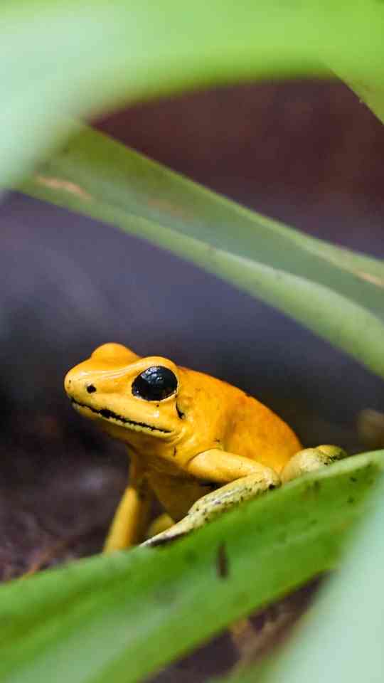 The World's Most Toxic Animal