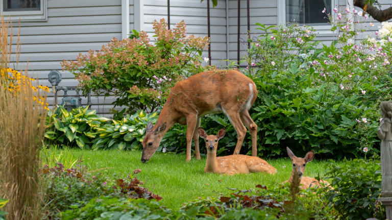 Think Twice Before Planting This Flower If Deer Are A Problem In Your Yard