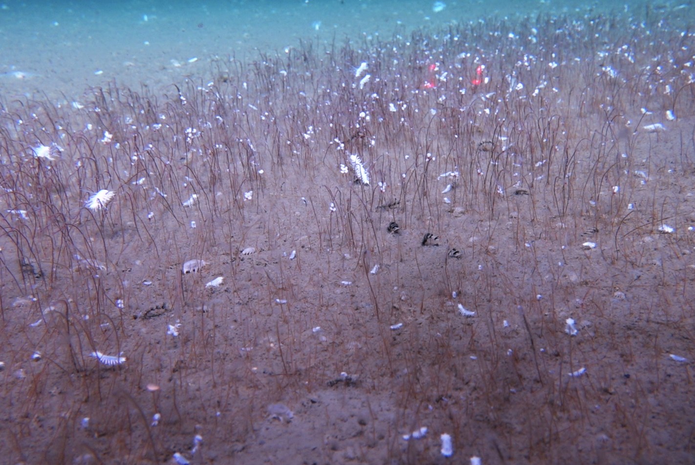 Scientists made a mind-blowing discovery more than 30,000 feet under ...