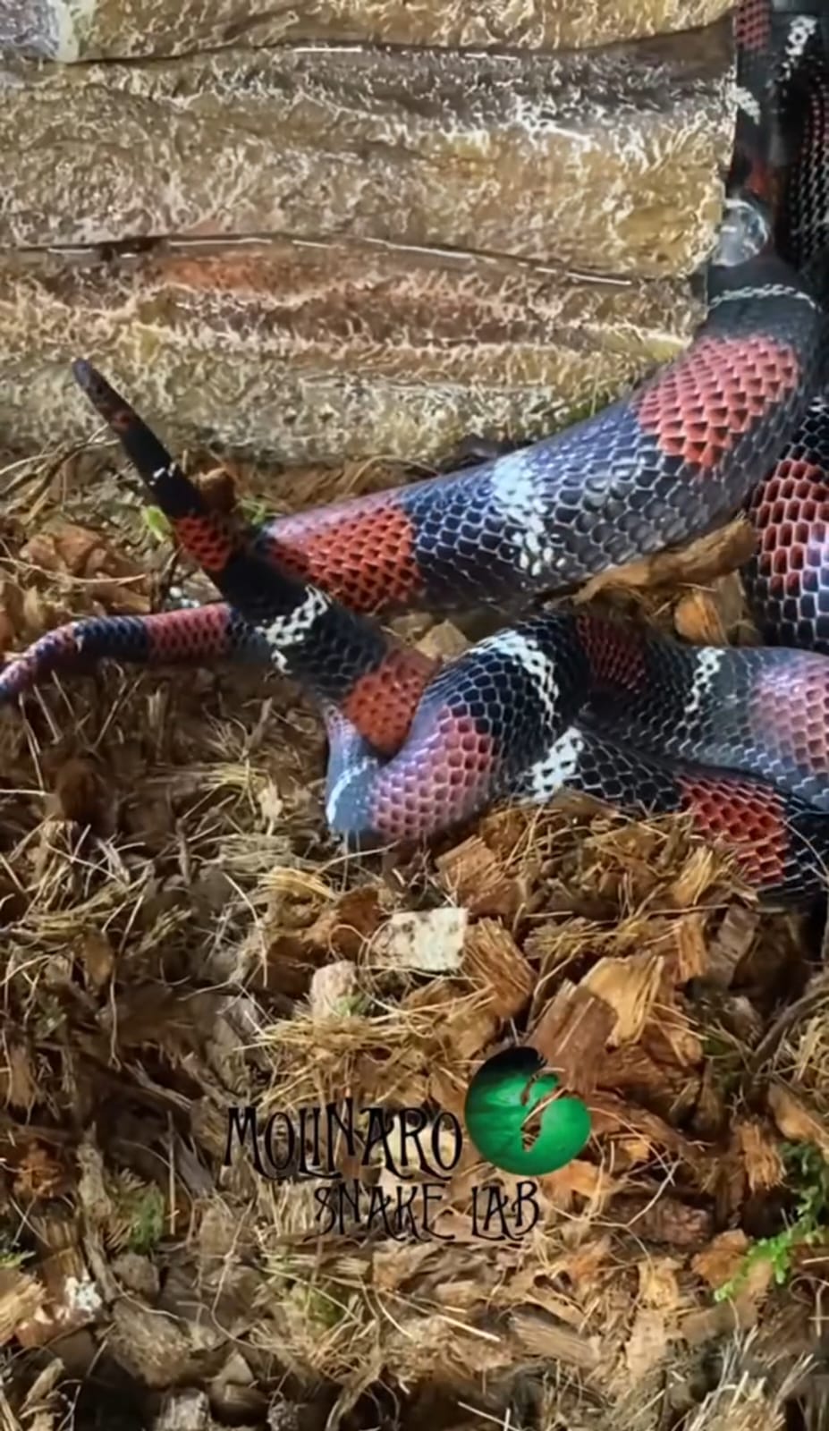 These Snakes understood the assignment!