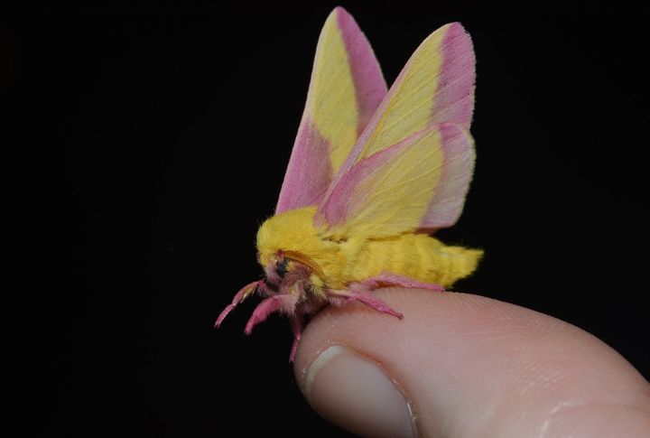 10 Wildlife Species That Can Disguise Themselves As A Flower