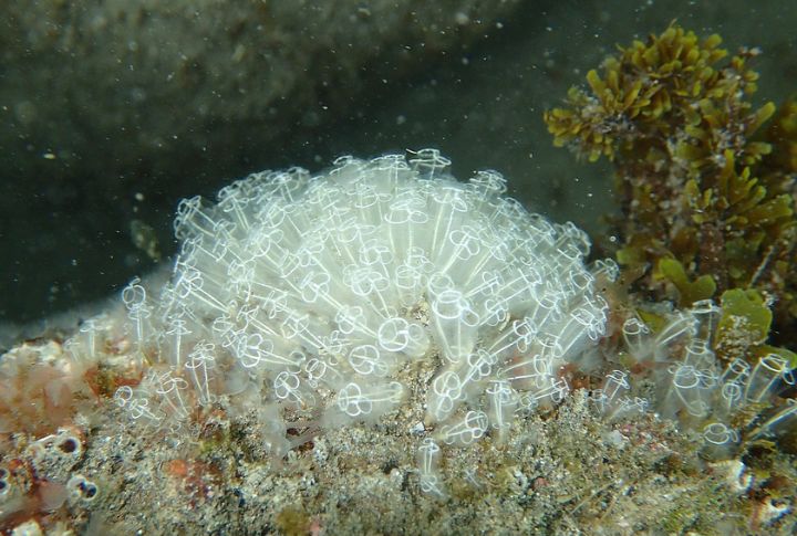 10 Invasive Species Disrupting The Pacific States