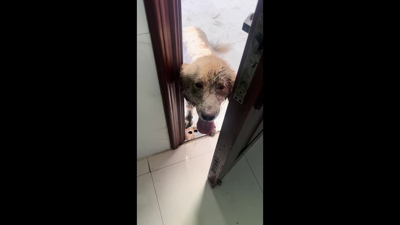 Dirty dog soaked in mud pushes door open in Zhejiang, China