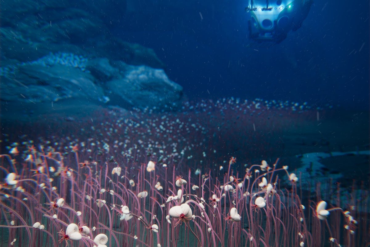 Scientists have found weird animals at the bottom of the ocean that ...