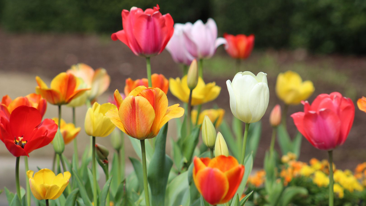 9 Mistakes To Avoid When Growing Tulips