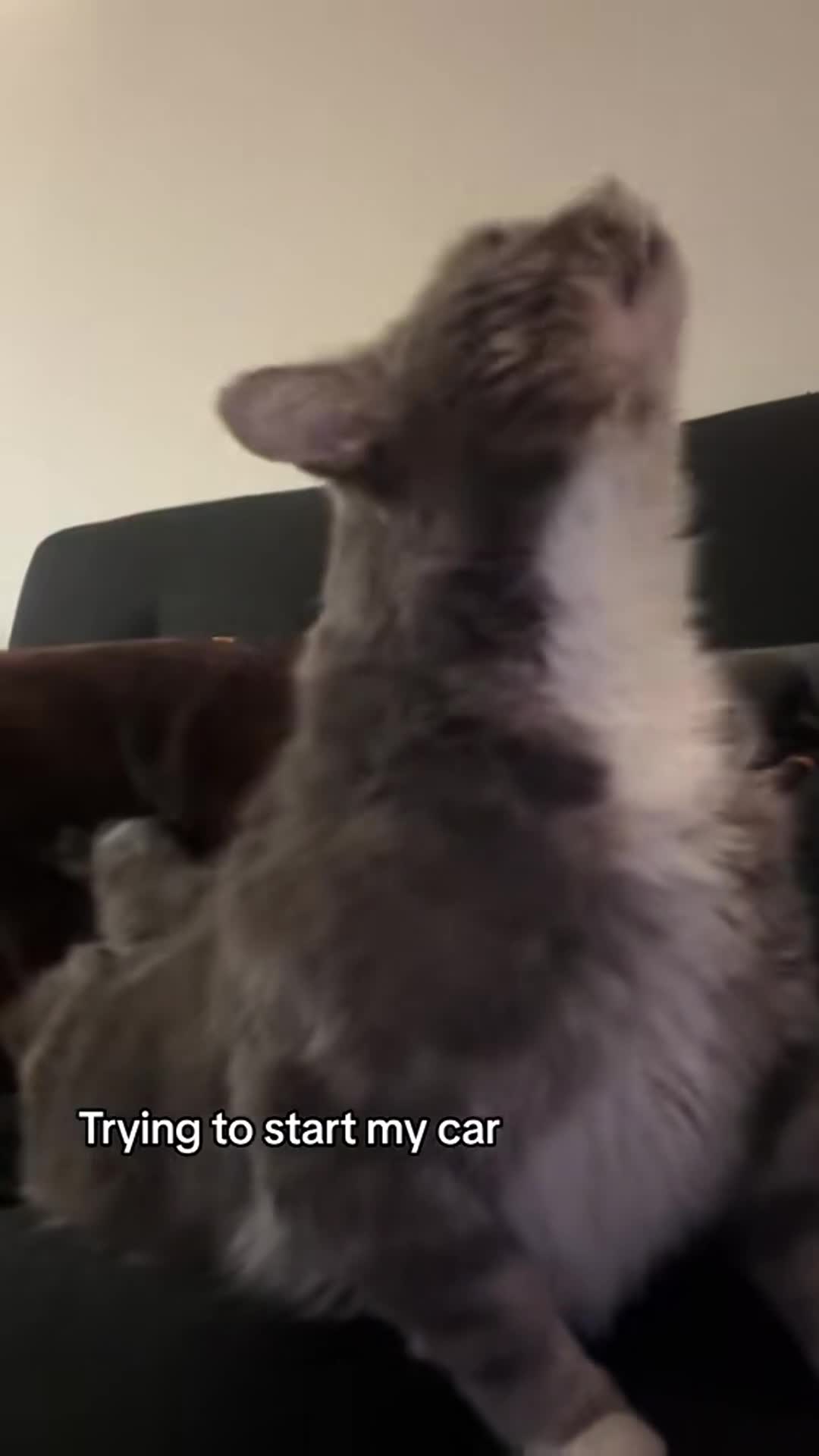 Cat Chatters While Getting Back Scratches!