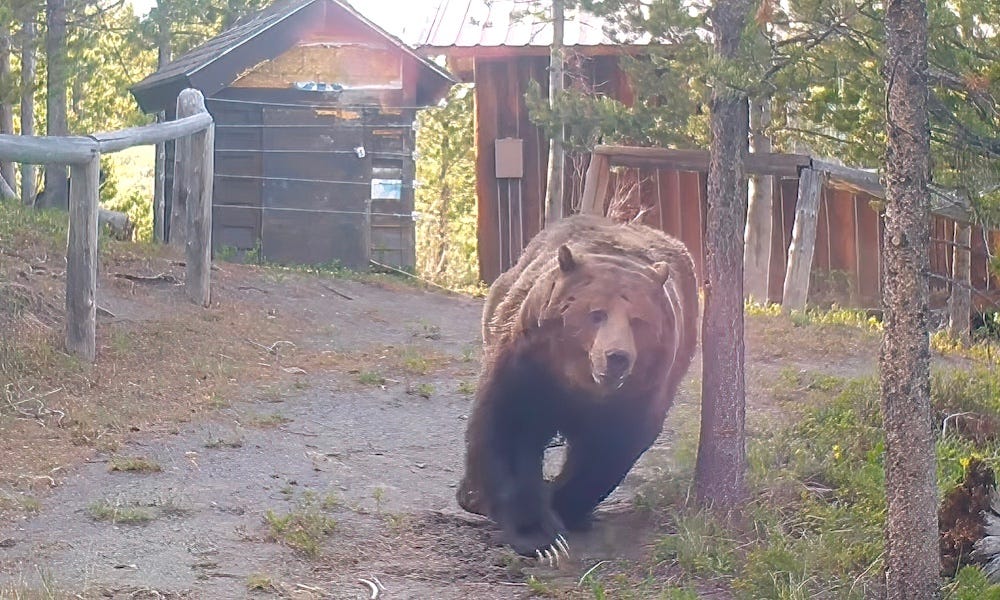 Massive grizzly bear receives shock of its life while trying to mark ...