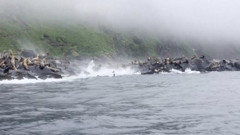 Video shows sea lions diving off cliff after massive earthquake strikes ...