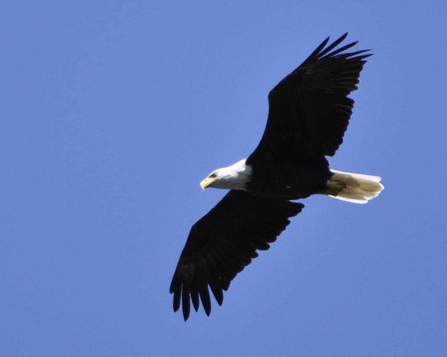 27 Fascinating Bald Eagle Facts That Make It The Coolest Bird