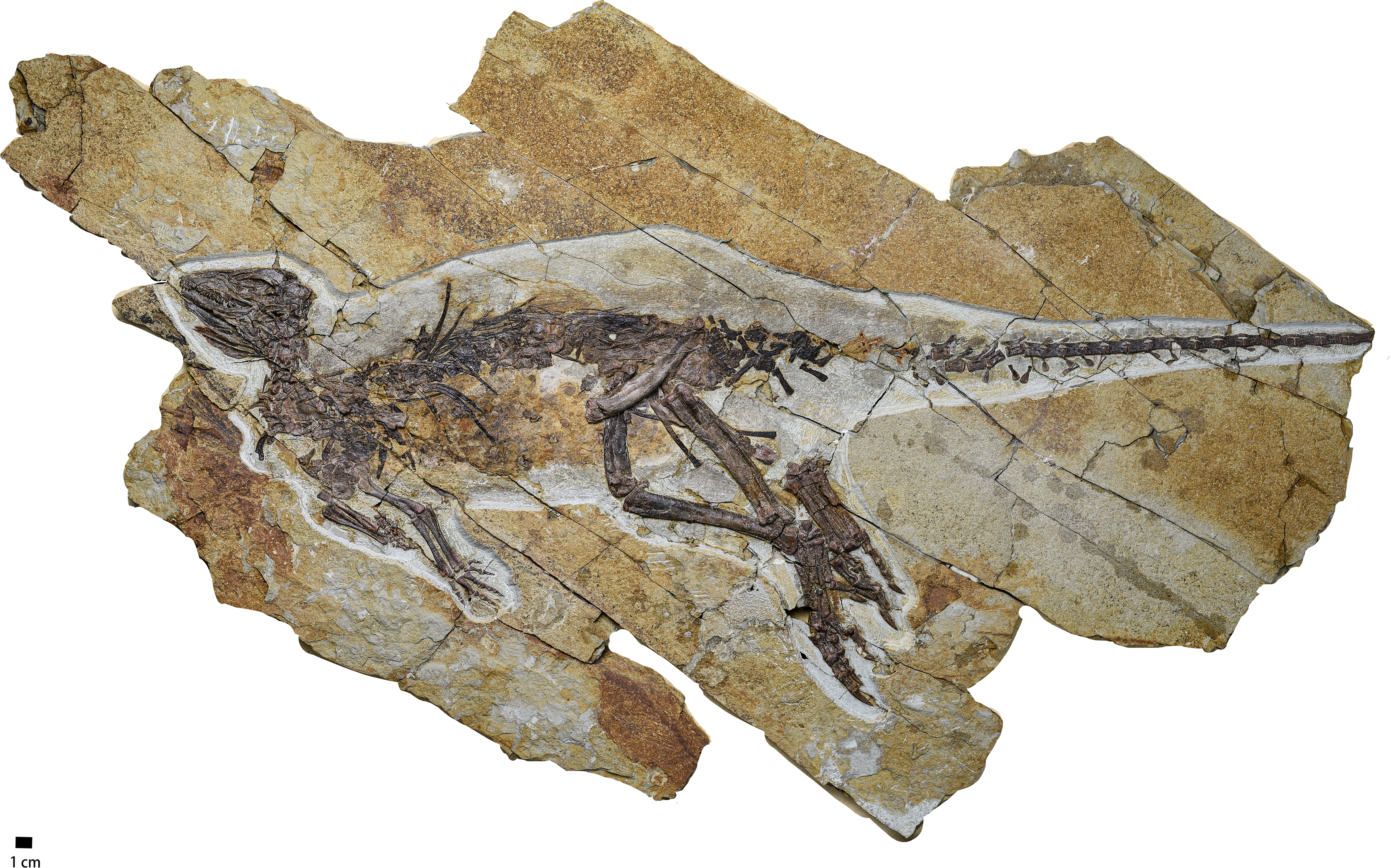Rare Fossil Suggests Some Dinosaurs May Have Sounded Like Birds and ...