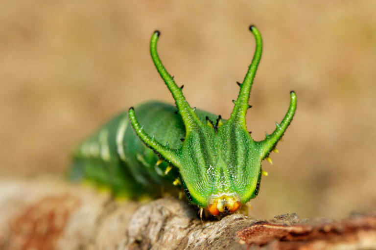 This real-world larva looks like a mini dragon