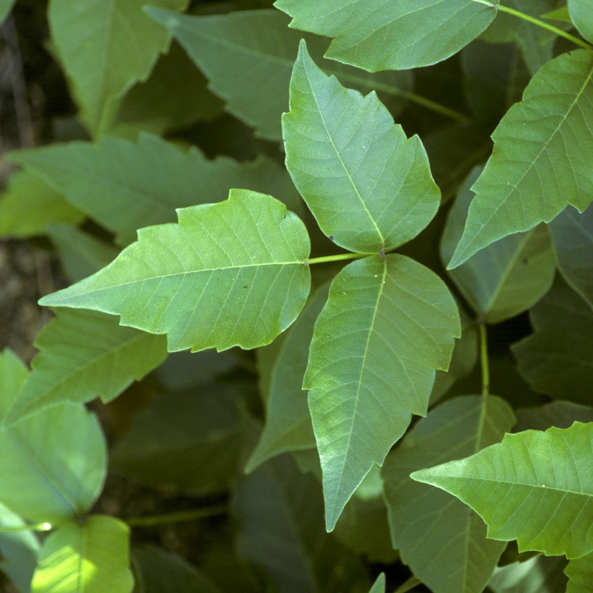 12 invasive plants you don’t want in your yard
