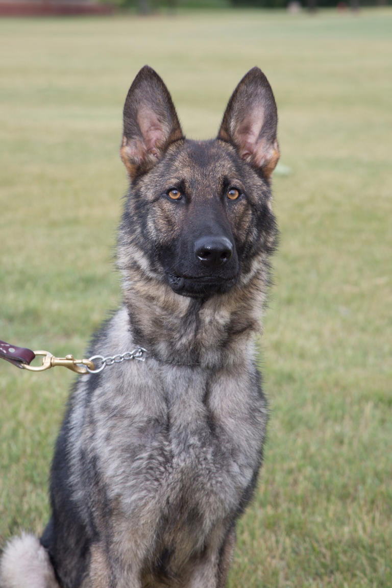 K9 Loki retires after serving Houghton Lake Post for 8 years