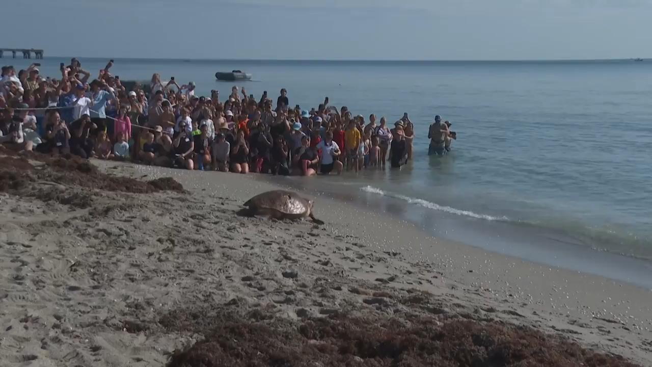Massive loggerhead sea turtle full of eggs returns to ocean after ...