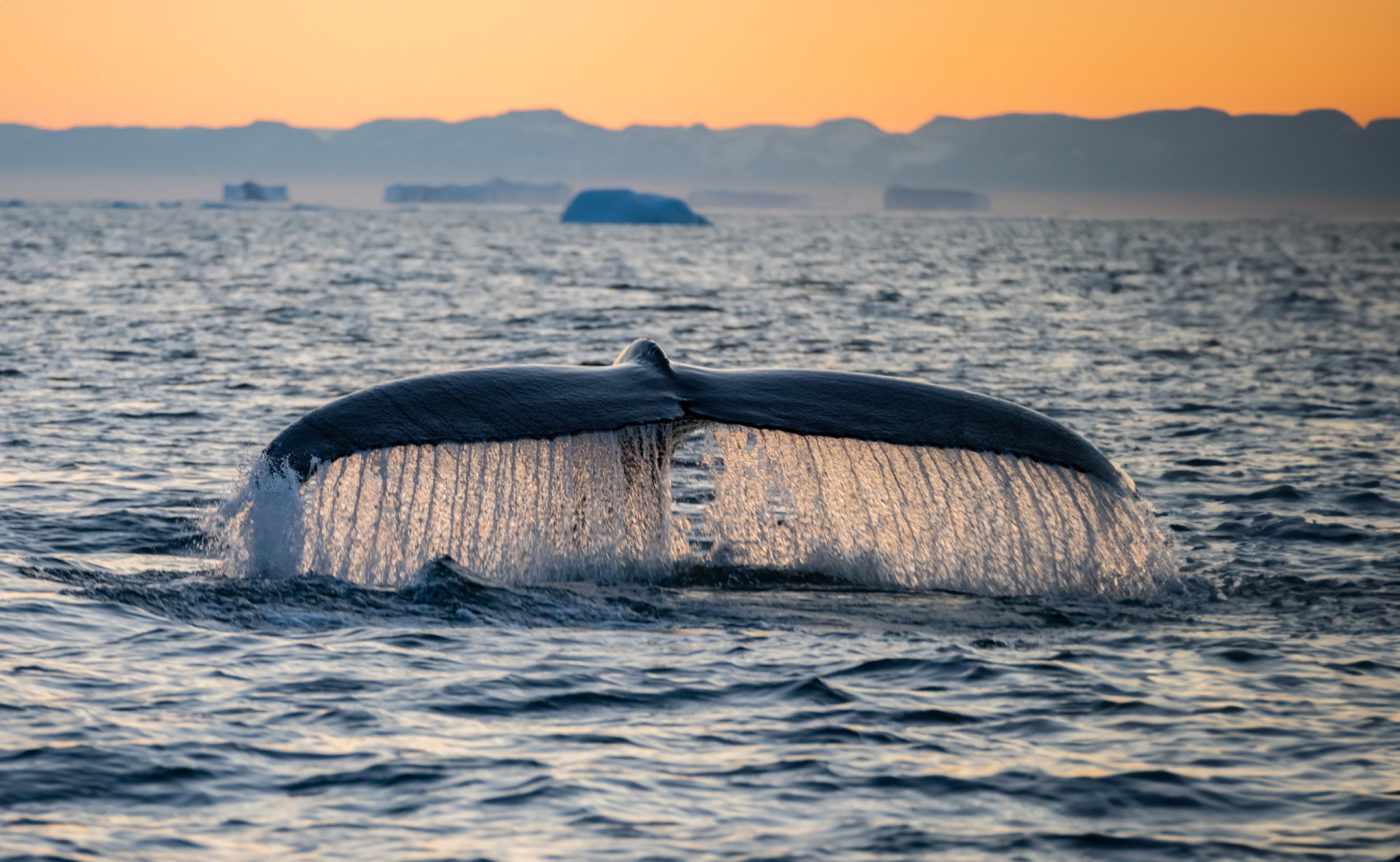 Why is whale poo so critical to our planet?
