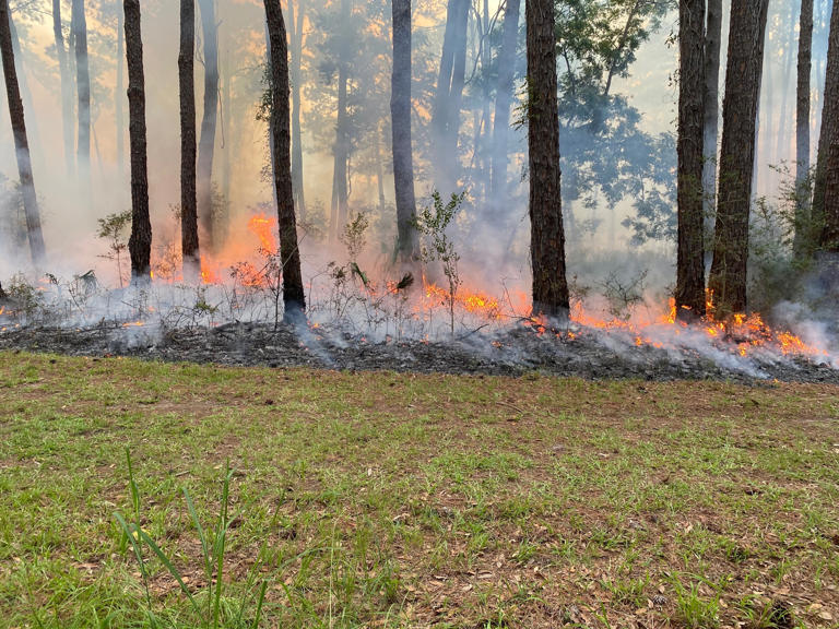 29 acres burned in Pinckney Island National Wildlife Refuge