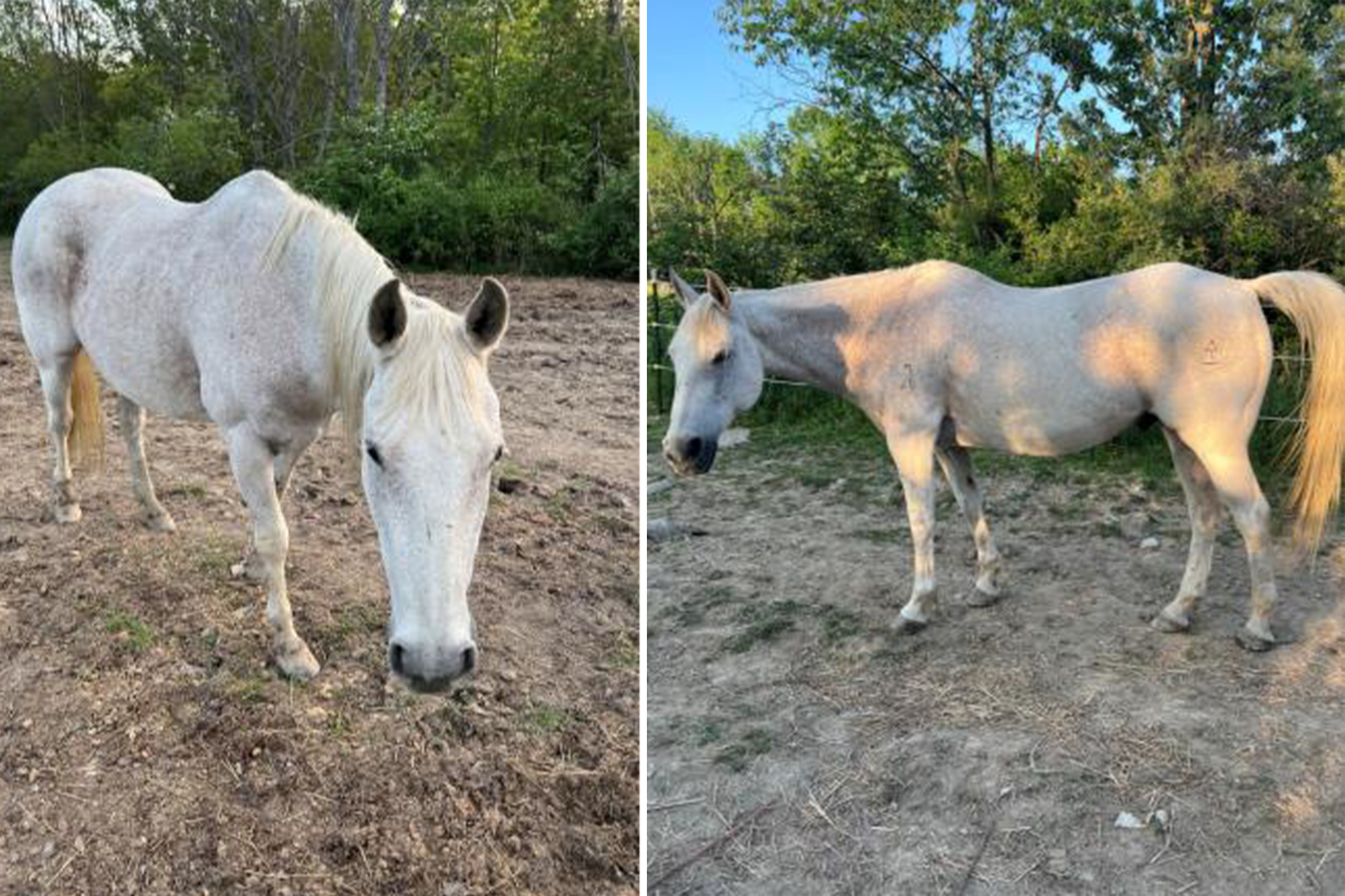 NY cops hunt for stolen horse they worry might break its diet — with ...