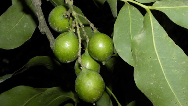 Quenepa: l’albero tropicale dai frutti gustosi e dalle mille proprietà