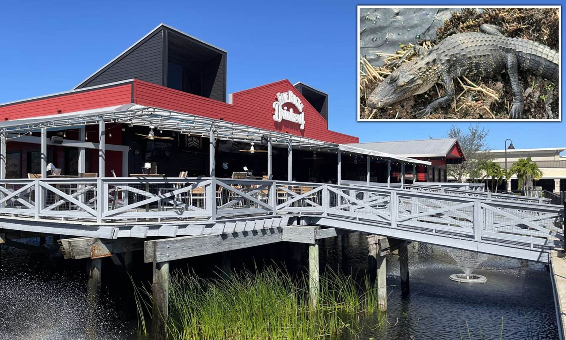 Alligator named Mr. Pickles moves into Florida restaurant's pond and ...