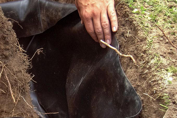 How Do You Kill Tree Roots? Proven Methods and Tips