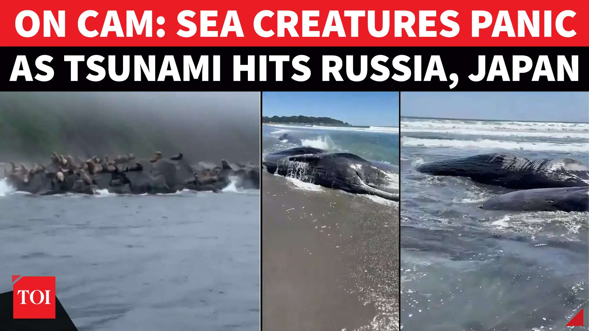 Tsunami Tragedy: Sea Lions Dodge Death In Russia, Dead Whales Wash Up ...