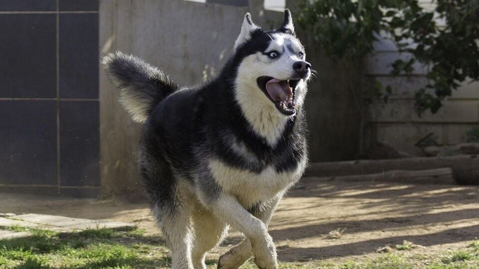 Caught on camera: Gurugram woman seriously injured in dog attack during ...